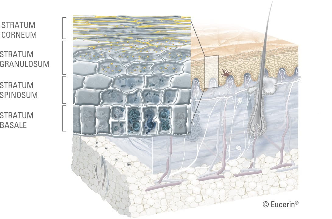 Eucerin: About skin | Skin structure and function: An introduction.